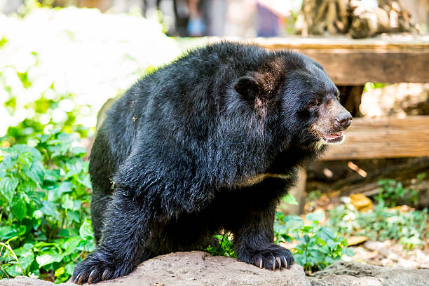 More Wild Animals Coming into Prescott - KYCA